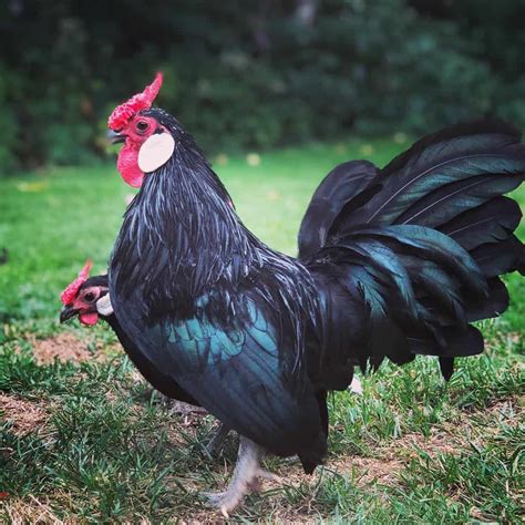 Rose Comb Bantam Eggs Temperament Size And Raising Tips