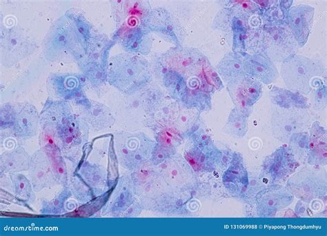 Squamous Epithelial Cell Cell Structure Of Human Under Microscope View