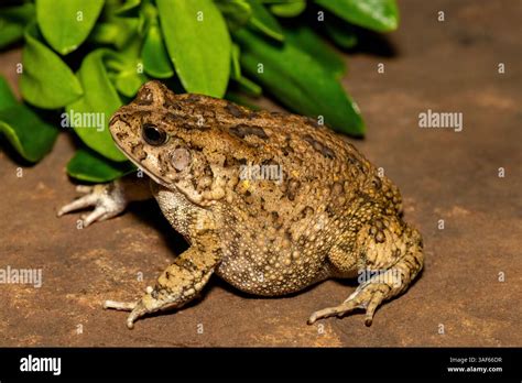 A Beautiful Guttural Toad Sclerophrys Gutturalis Also Known As A