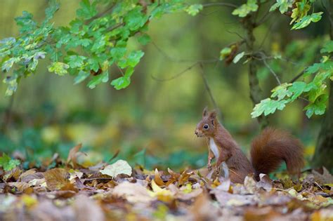Squirrels Bury Nuts And Forget At Kate Gask Blog