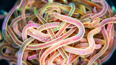 Topological Deep Learning An Emerging Paradigm In Data Science Siam