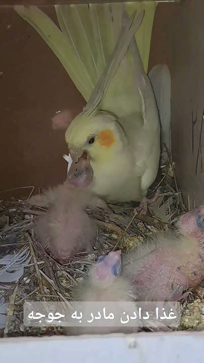 غذا دادن مادر به جوجه Youtube