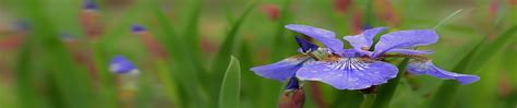 Iris Classification Kaggle