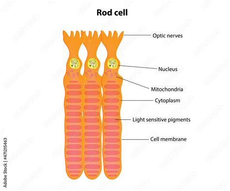Rod Cell Anatomy Labeled Structure Of Rod Cell Stock Vector Adobe Stock