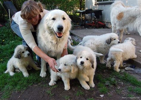Switzerland Pyrenean Mountain Dogs Shepherds Assistants Горные