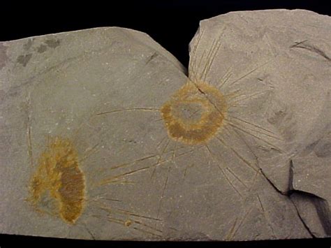 Fossil Sponges