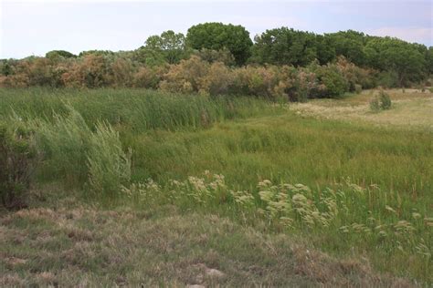 Habitat Of New Mexico Meadow Jumping Mouse Zapus Hudsonius Luteus A