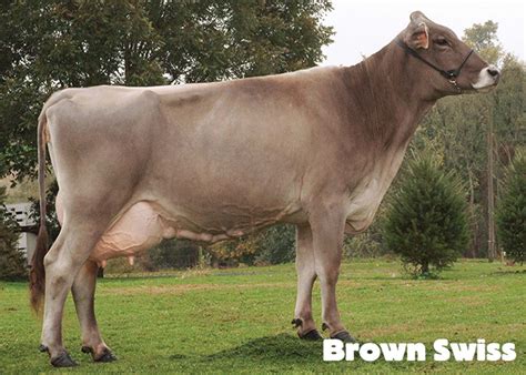Name That Cow The 6 Great Dairy Breeds Better With Dairy