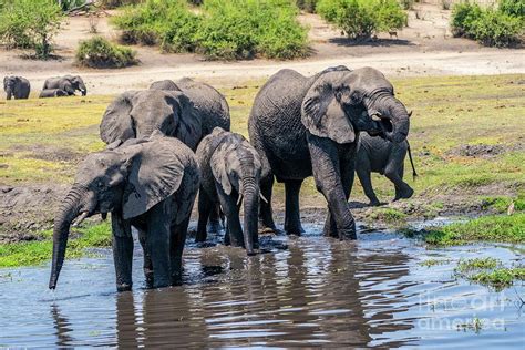 Elephant Drinking Water
