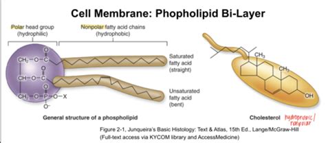 Block 1 Cell Biology Review Flashcards Quizlet