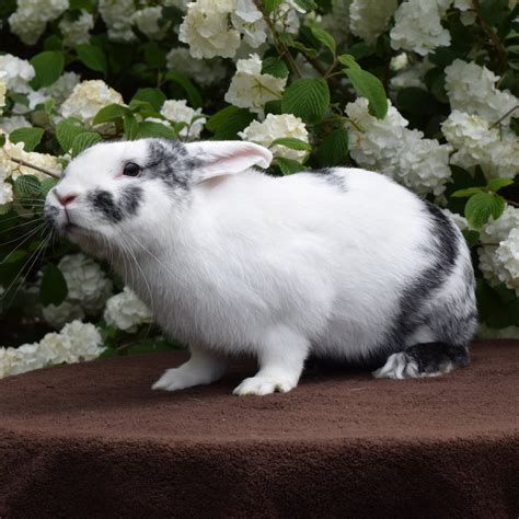 Harlequin Magpie Rabbit