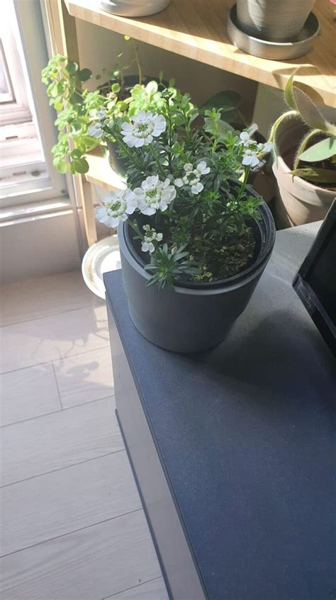 베란다 가드닝 분갈이 넥스트바이 Nextbuy