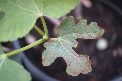 Fighting Fig Tree Diseases A Guide To Diagnosis And Treatment