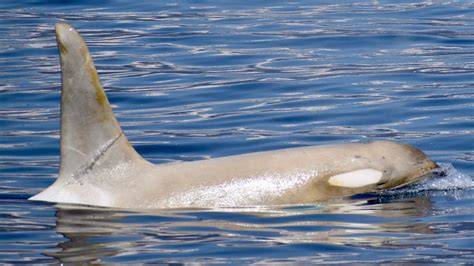 Chimo White Orca At Roxanne Corley Blog