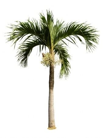 The Meaning And Symbolism Of The Word Palm