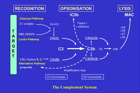 Complement Cascade Figure Supplied By Robert B Sim Oxford University Download Scientific