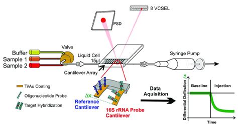 Schematic Of A Nanosensor Measurement An Array Of Eight Gold Coated Download Scientific