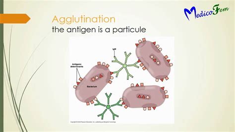 Antigen Antibody Reaction Diagram