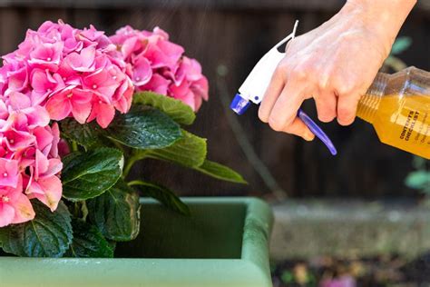 7 Ways To Make Your Soil More Acidic