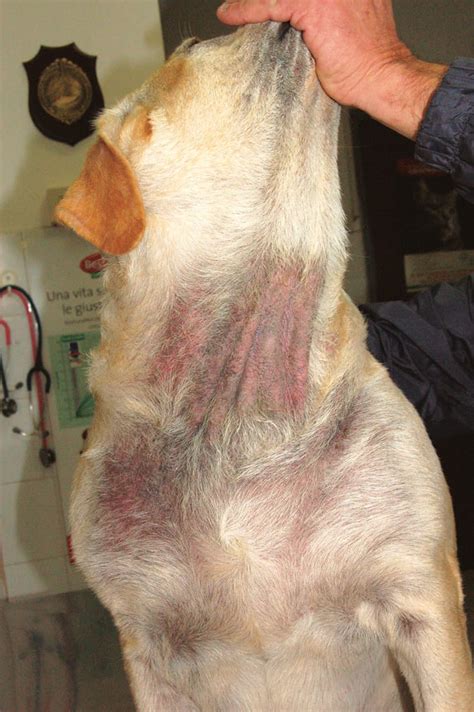 Superficial Pyoderma In Dogs Clinical Overview And Diagnosis