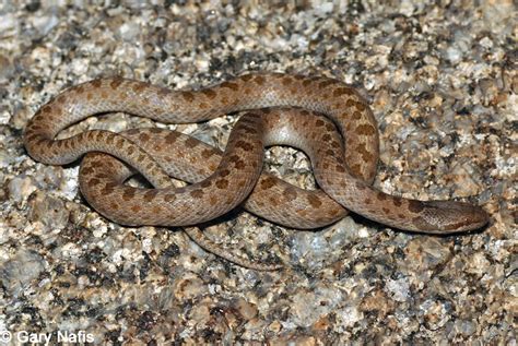Hypsiglena Chlorophaea Torquata Loreala Mesa Verde Nightsnake