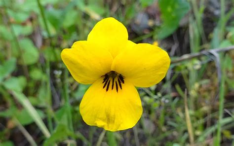 Pentachaeta Trail Outing Flowers By Joanne Sulkoske Sierra Club