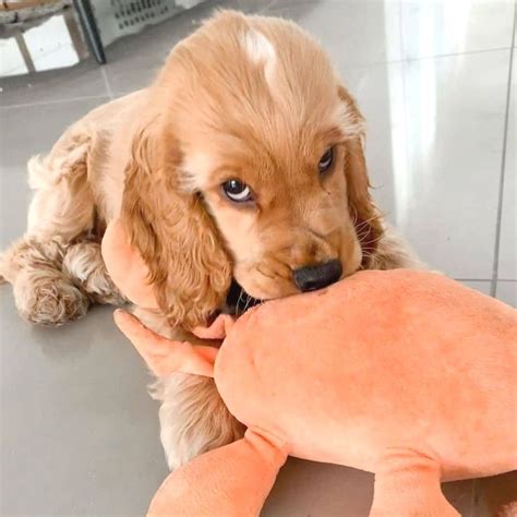 Cocker Spaniel On Instagram “😍 Cute Pup Of Archiethegoldencocker Cre