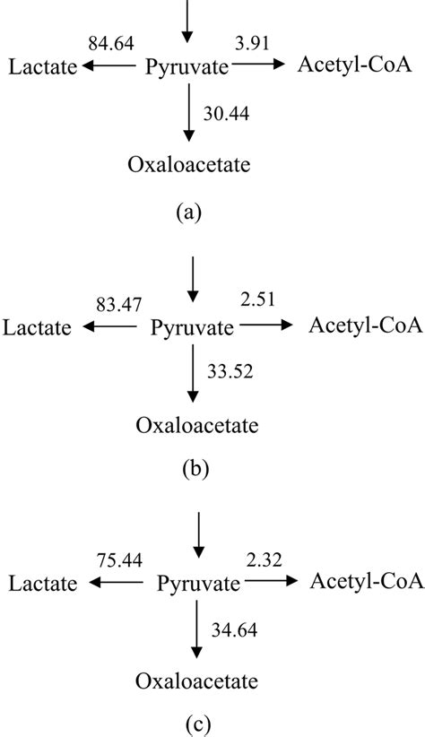 Metabolic Flux Distribution At Pyruvate Node A Batch Fermentation Download Scientific
