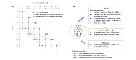 Schematic View Of The Simulated Breeding Program A Overall View Of