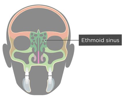Ethmoid Sinus