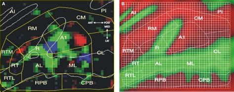 Auditory Cortical Fields Acfs A Best Frequency Map Showing Best