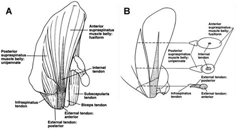 Anterior And Posterior Musculotendinous Anatomy Of The Supraspinatus