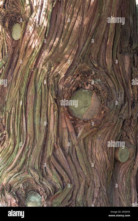 Old Characterful Tree With Waving Split Bark Creating Patterns Green And Brown Patterns Stock