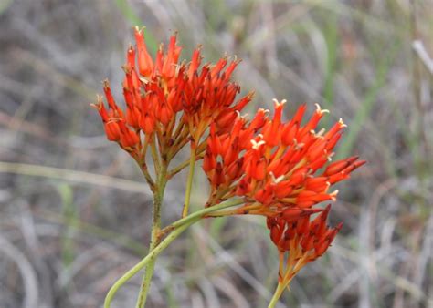 North Queensland Plants Haemodoraceae