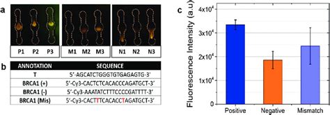 Dna Microarray Experiment Using Paper Microfluidics A Fluorescence
