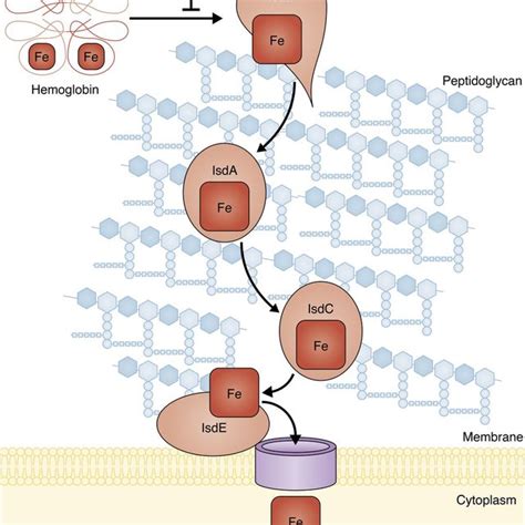 S Aureus Agglutination With Fibrin As A Defense Against Phagocytosis Download Scientific