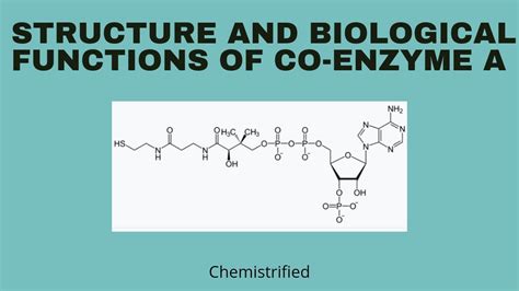 Coenzyme A Structure