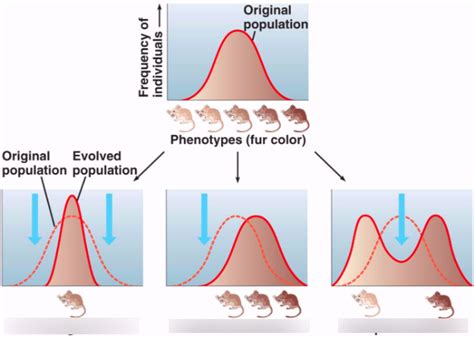Types Of Selection Diagram Quizlet