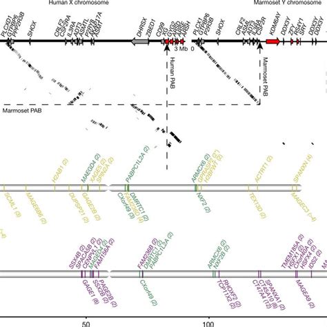 Structures Of Sex Chromosomes In Marmosets And Humans A Alignment