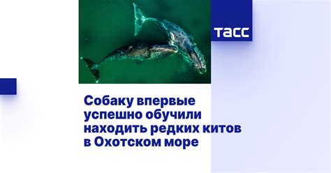 Собаку впервые успешно обучили находить редких китов в Охотском море