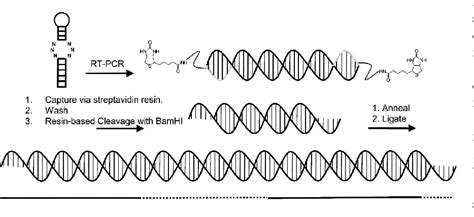 Figure 1 From A Simple Ligation Based Method To Increase The Information Density In Sequencing