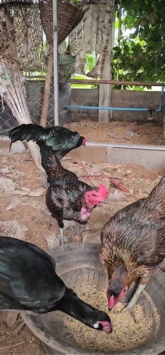 มาแอบดูไก่ในคอก ไก่หนุ่ม ไก่พม่า Youtube