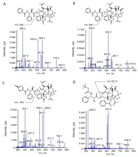 The Quantification Of Paclitaxel And Its Two Major Metabolites In