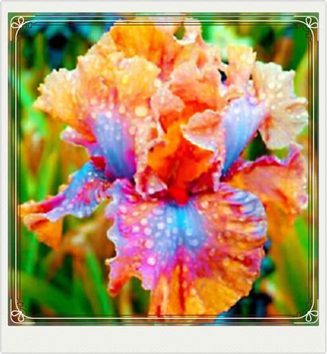 Iris Planting Graceful Planting