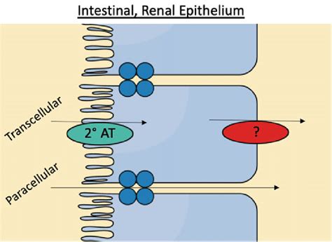 The Transcellular And Paracellular Routes Of Epithelial Ion Flux In Download Scientific