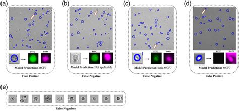 representative examples of tp fp and fn outcomes from the decoupled