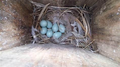 Скворечник и воробьятник в саду снова заселены - YouTube