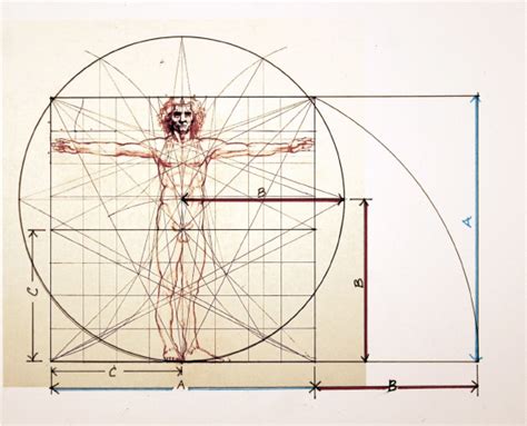 Vitruvian Man Drawing After Leonardo Da Vinci By Jose De Jesus It