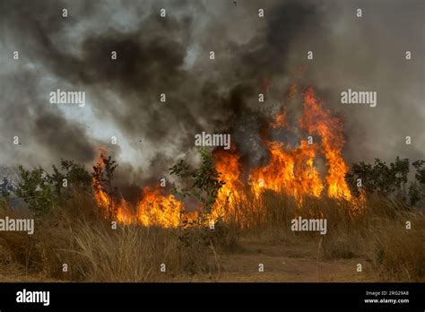 Savanna Bush Fire In Gambia Africa Fires Are Mostly Caused By