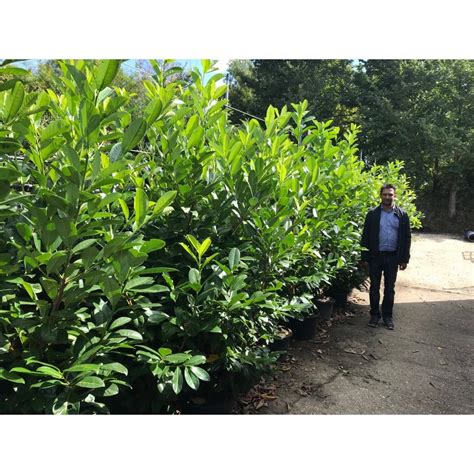 Laurel Hedge Plants Laurel Hedging Prunus Laurocerasus Plants